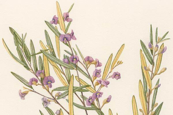 Exhibitions 2019 - Newcastle Museum